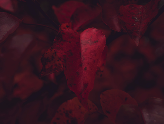 5 consejos para afrontar el final del verano - mx.adopte.app